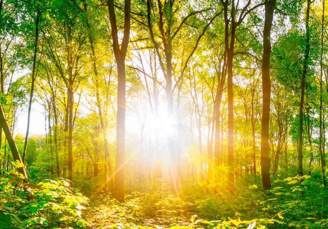 Holzart Hevea – fein strukturiertes Holz für Ihre Treppe - Treppenbau Voß