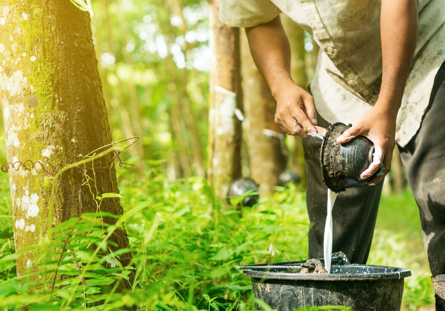 Holzart Hevea – fein strukturiertes Holz für Ihre Treppe - Treppenbau Voß