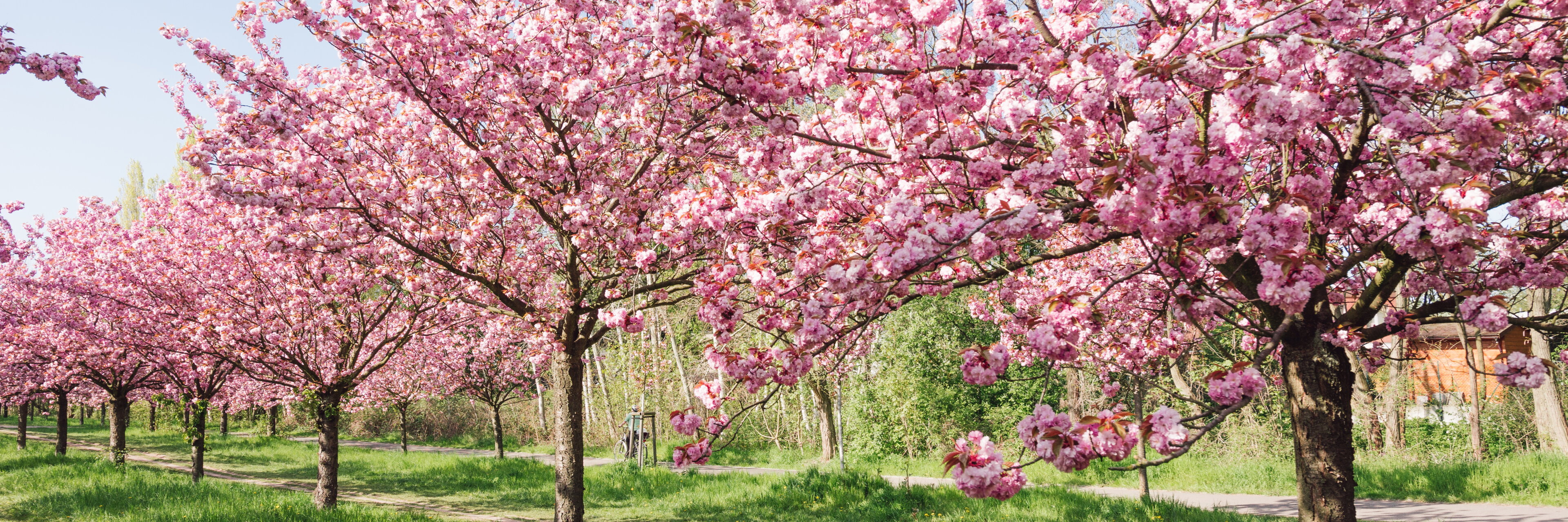 Holzart Kirschbaum – edeles Holz für Ihre Treppe - Treppenbau Voß