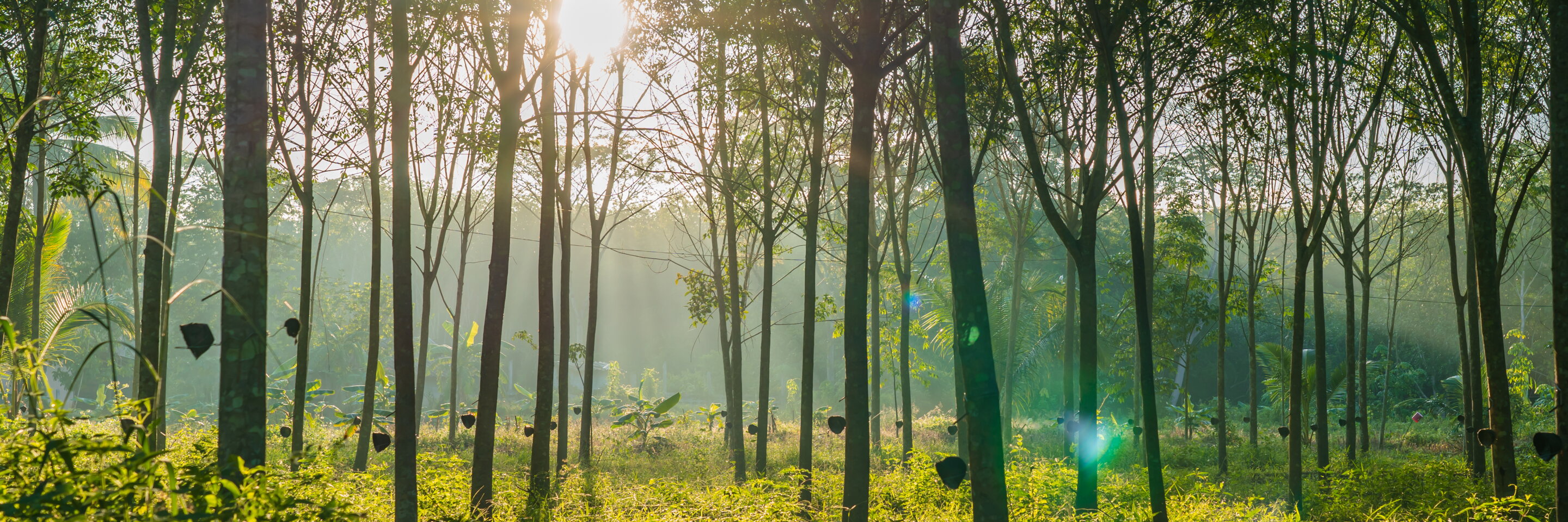 Holzart Hevea – fein strukturiertes Holz für Ihre Treppe - Treppenbau Voß